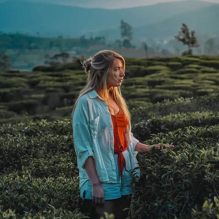 Nuwara Eliya dagtour vanuit Kandy - Klook Verenigde Staten