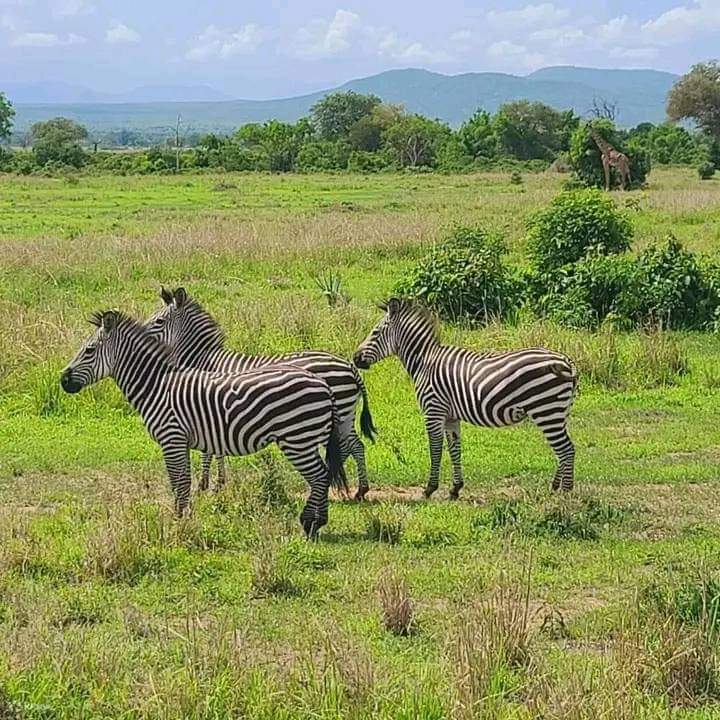 5 Days Amboseli, lake Nakuru & Masai Mara Safari. - Klook