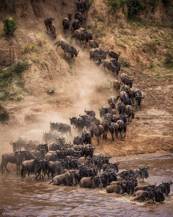 4 Days Masai Mara & Lake Nakuru Tour - Klook India