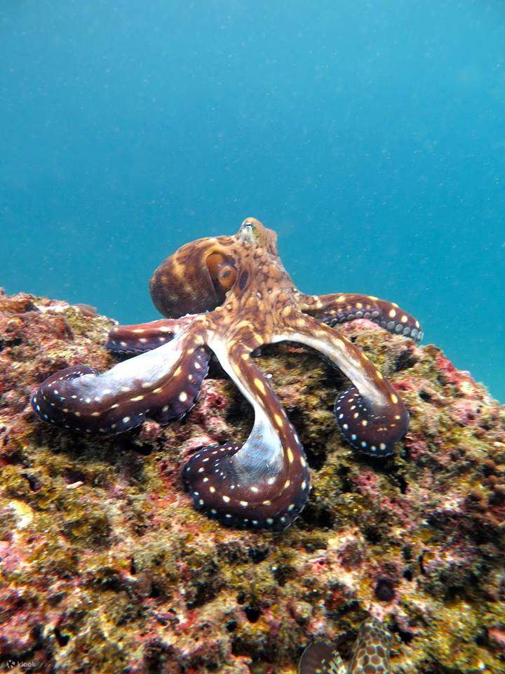 Experience an Unforgettable Morning Diving Adventure at Phi Phi Island ...