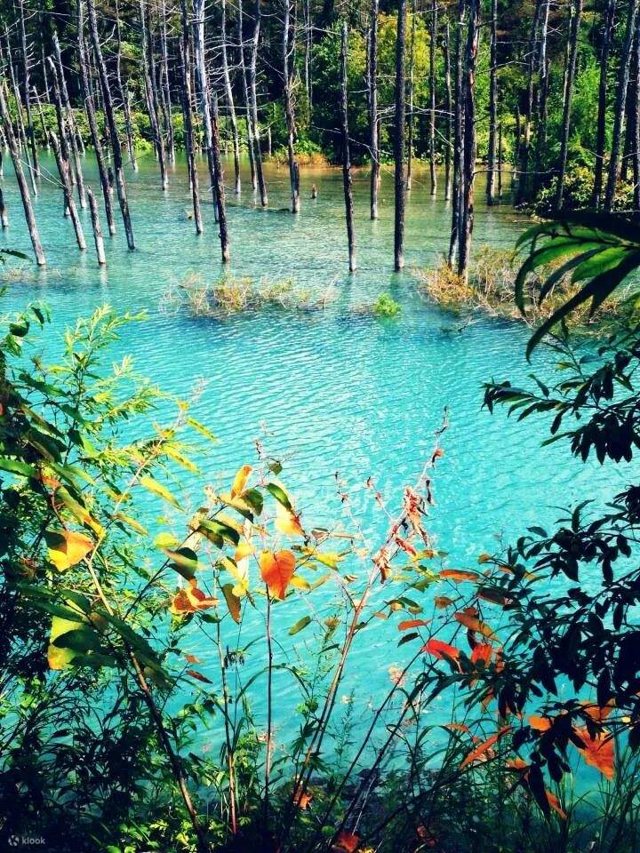 Kebun Binatang Asahiyama, Kolam Biru Shirogane, Peternakan Tomita, dan ...