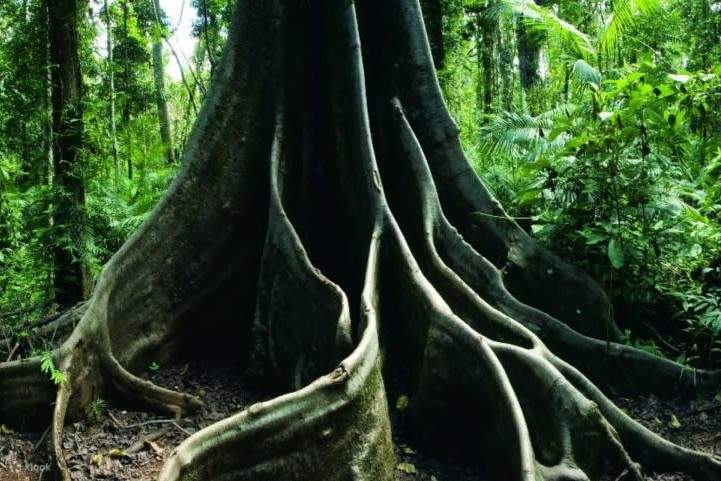 4WD Rainforest and Waterfall Tour with Skyrail or Train Option Land ...