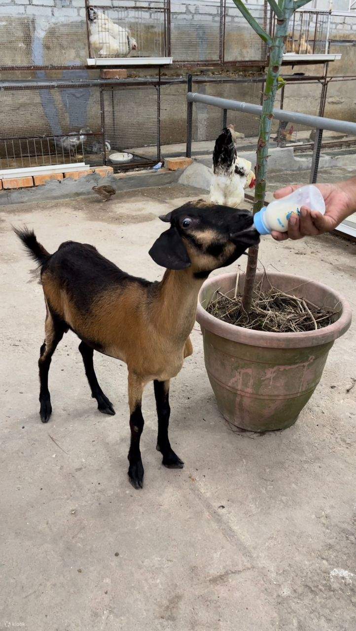 Utama Farm: Petting Zoo, Prawning & Fishing, Baseball Batting Cage ...