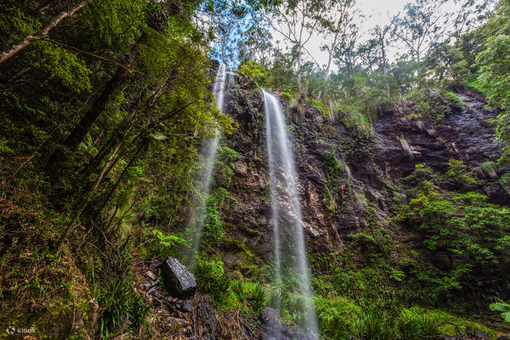 Springbrook National Park Bush Walking Tour (Chinese Tour) - Klook ...