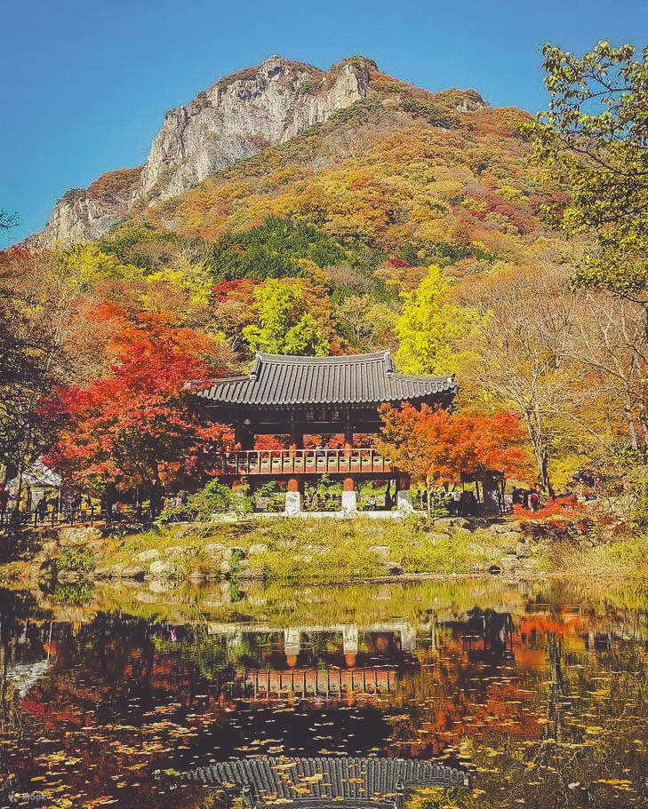 Mt. Naejang Trip from Seoul and Busan & Optional Drop off in Busan ...