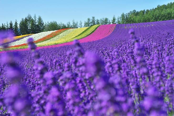 Tur Bersepeda Sehari di Furano | Eksplorasi Pedesaan Hokkaido yang ...