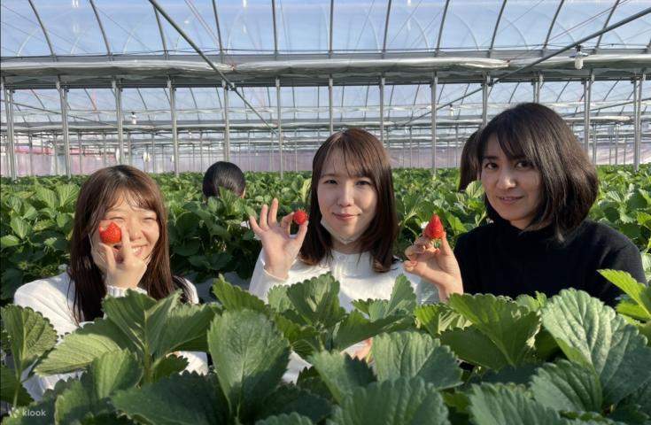 Tokyo, Koedo Kawagoe, Japan's Award-winning Strawberry Picking Day Tour ...
