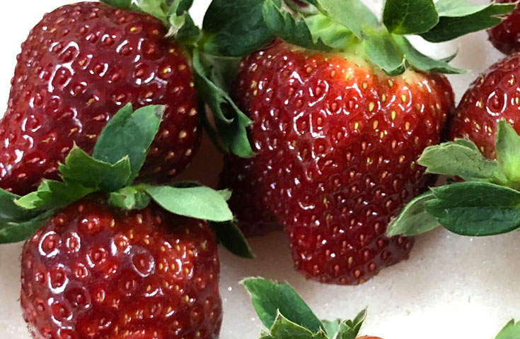 Tokyo, Koedo Kawagoe, Japan's Award-winning Strawberry Picking Day Tour ...