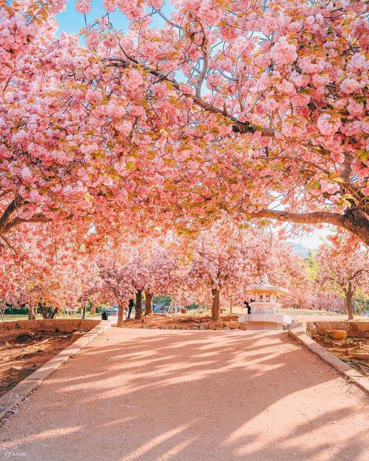 Gyeongju Cherry Blossom Tour - Klook Philippines