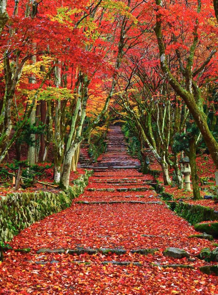 Car Rental with Driver to Kyoto/Kobe/Nara/Tokyo/Osaka/Universal Studios Japan (Depart & return ...