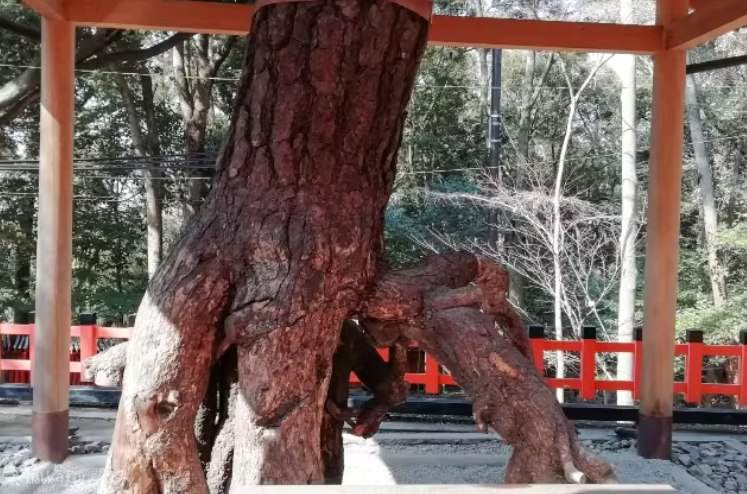 Online reservation for Fushimi Inari walking guided tour - Klook