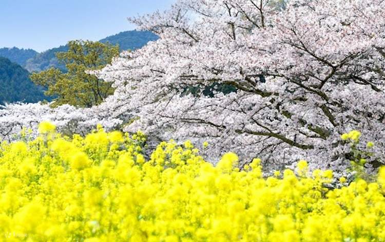 Yoshino Senbonzakura & Asuka Village One Day Bus Tour dari Nagoya ...