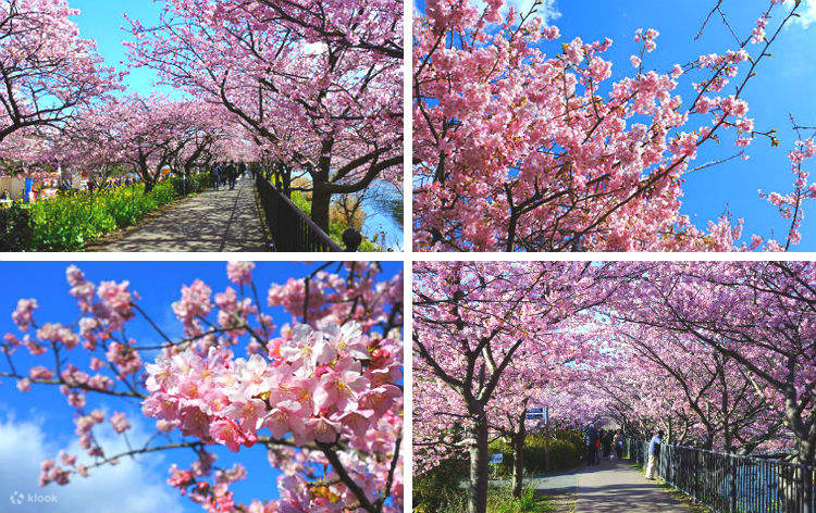 Kawazu Sakura Festival, enjoy Japanese set lunch and strawberry picking ...
