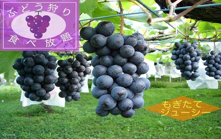 Kuil Agung Ise, Okage Yokocho, Tur Bus Satu Hari VISON dari Osaka ...