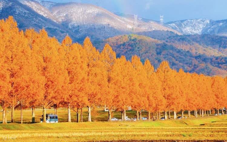 Shiga Autumn Maple One Day Bus Tour from Osaka - Klook Philippines