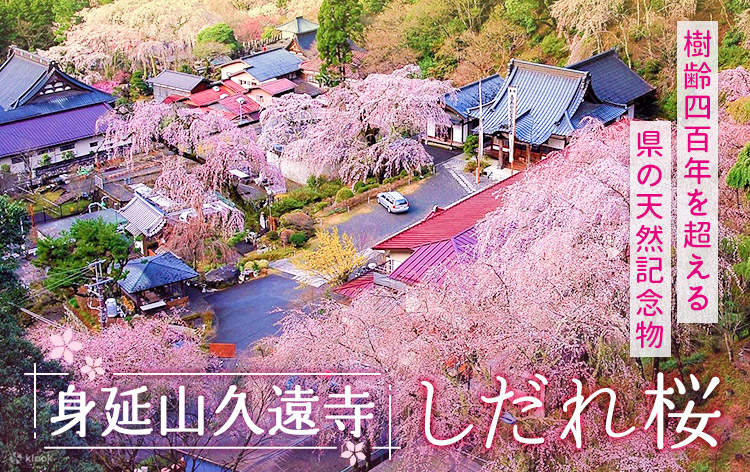 Yamanashi Cherry blossoms & Illuminations & Strawberry Picking Tour ...