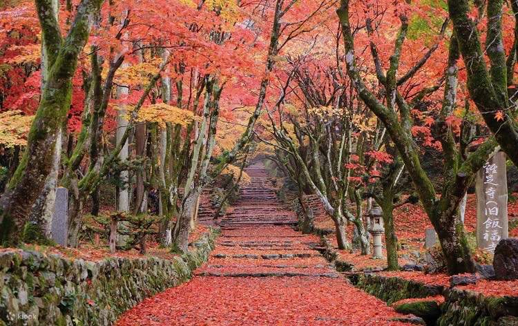 Lake Biwa and Famous Metasequoia Trees Day Tour from Osaka - Klook ...