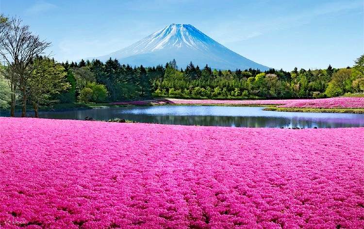 Zekkei Fireworks at Mt. Fuji and pink moss and Yamanashi Join In One ...