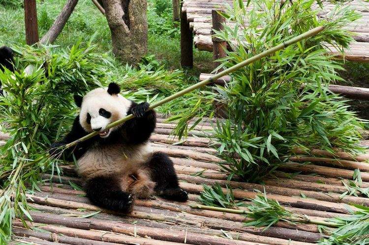 Sichuan Chengdu Panda Base Dujiangyan Day Tour - Klook Singapore