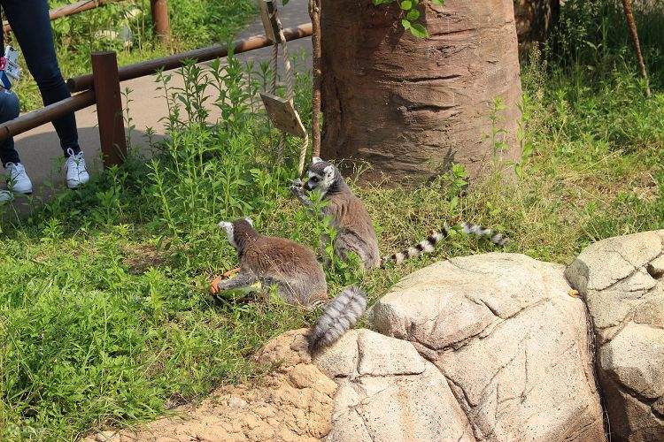 Biglietto per lo zoo di Seoul a Gyeonggi-do, Corea del Sud - Klook ...