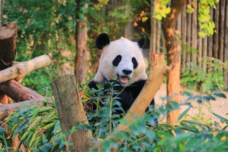 Chengdu Private Guided 1-Day Tour Giant Panda Breeding Research Base ...