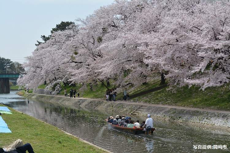 Okazaki Sakura Festival with Boating and Enjoy Lighted Up Sakura ...