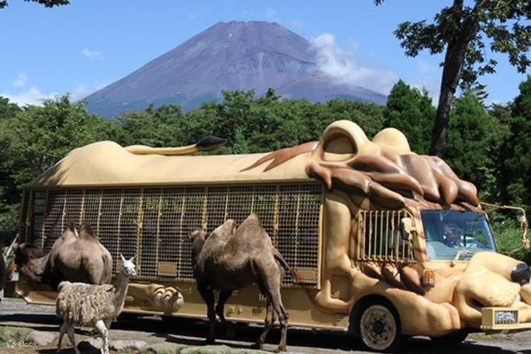 Fuji Safari Park Day Tour with Animal Feeding Experience from Nagoya ...