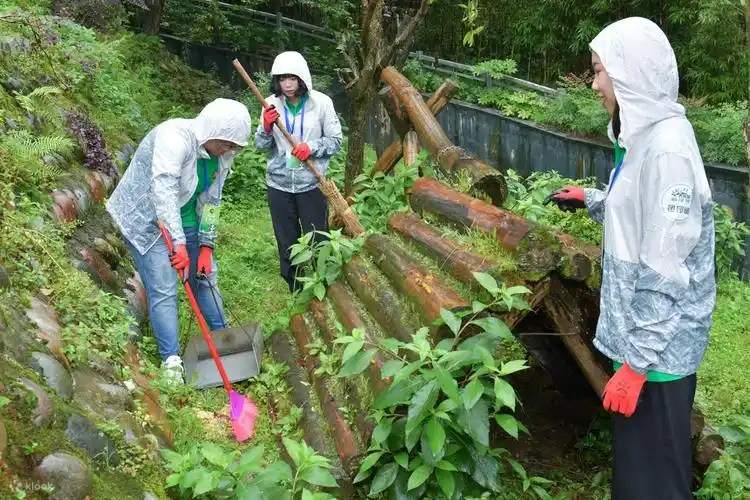 成都出发都雅安碧峰峡熊猫基地 志愿者体验 私家团一日游 Klook客路