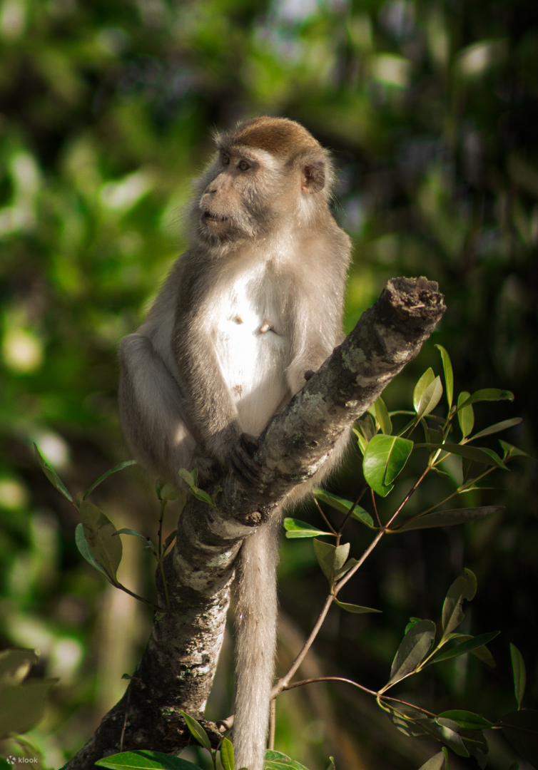 Bongawan Mangrove River Cruise, Fireflies, Sky Mirror Tour - Klook Malaysia