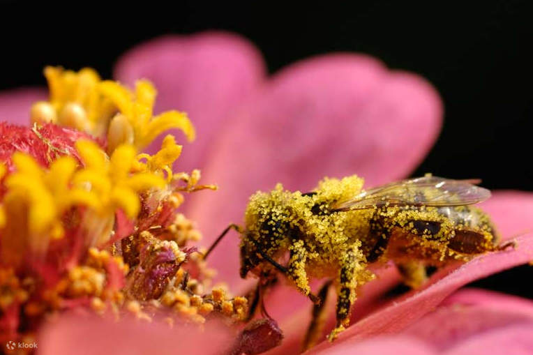 Live Bee Show And Tasting in Sunshine Coast - Klook United States