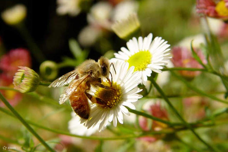 Live Bee Show And Tasting in Sunshine Coast - Klook Philippines