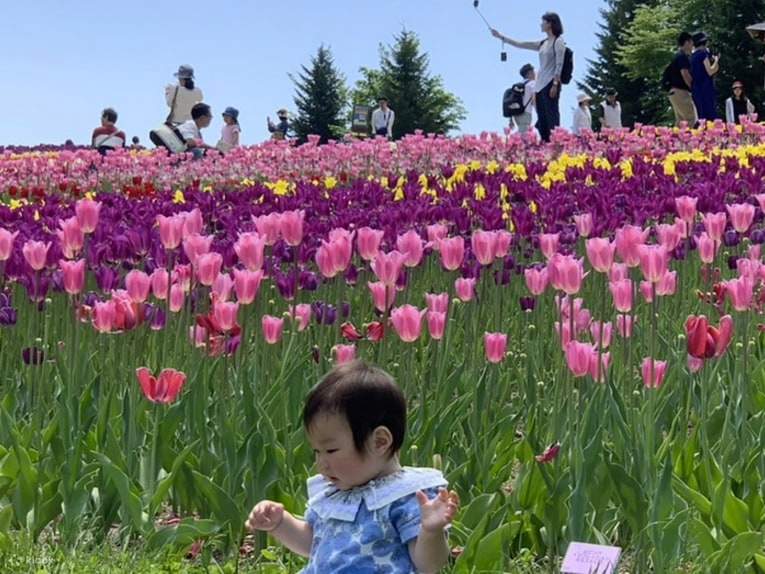 Hokkaido Shibazakura & Tulip Gardens One-Day Tour: Niseko & Mount Yotei ...