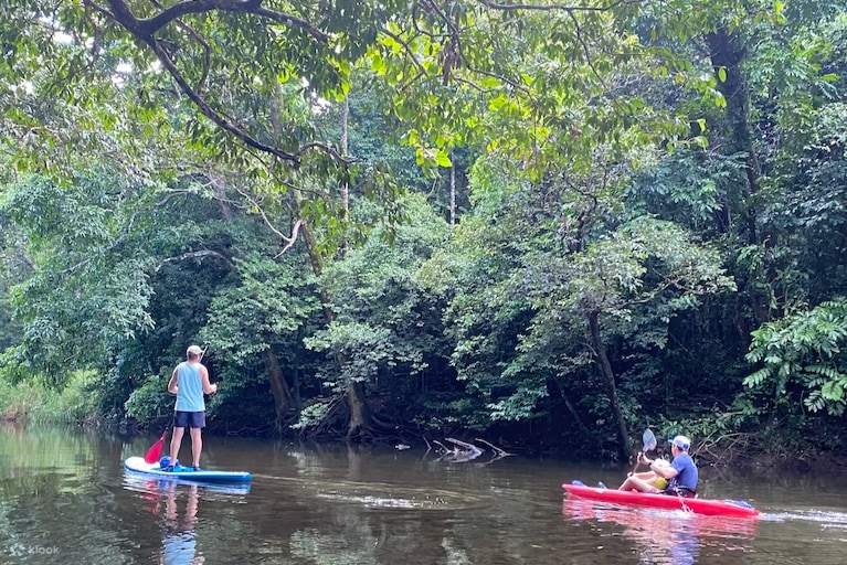 Rainforest Kayaking in Cairns - Klook