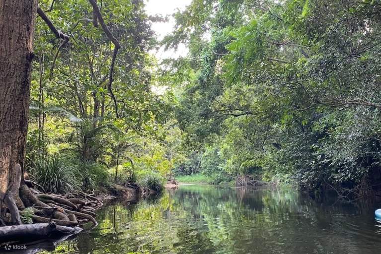Rainforest Kayaking in Cairns - Klook