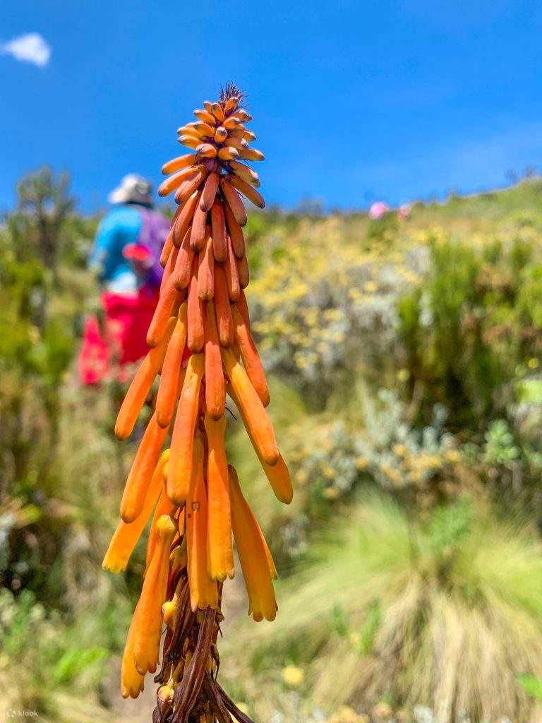 Discover Nature's Magic: One-Day Hike to the Enchanting Seven Ponds of ...