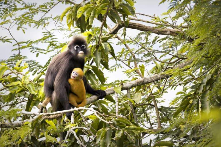 Sunrise Morning Tour : Penanghill & Local Morning Market - Klook Singapore