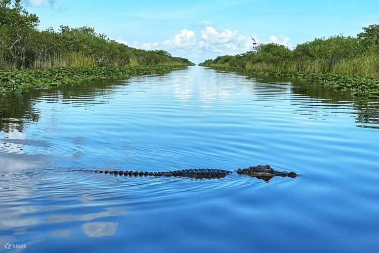 Everglades Tour from Miami - Klook