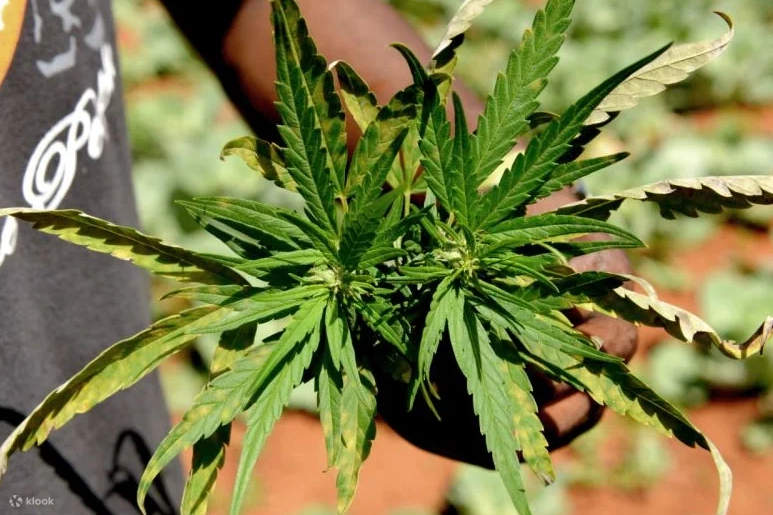 Ganja Coffee Shop Walking Tour in Amsterdam - Klook Singapore
