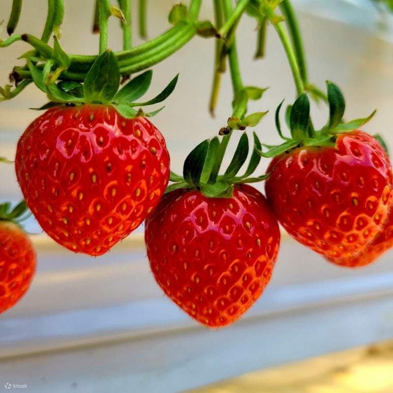 Seoul Car Rental with Driver to Hwacheon Sancheoneo Festival Ice ...