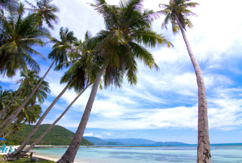 Koh Tan & Koh Madsum Trip By Ocean King Power Speed Catamaran - Klook ...