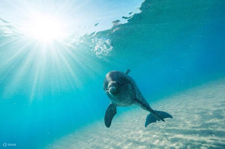 Dolphin House Reef Snorkeling Sea Trip With Transfer - Marsa Alam ...