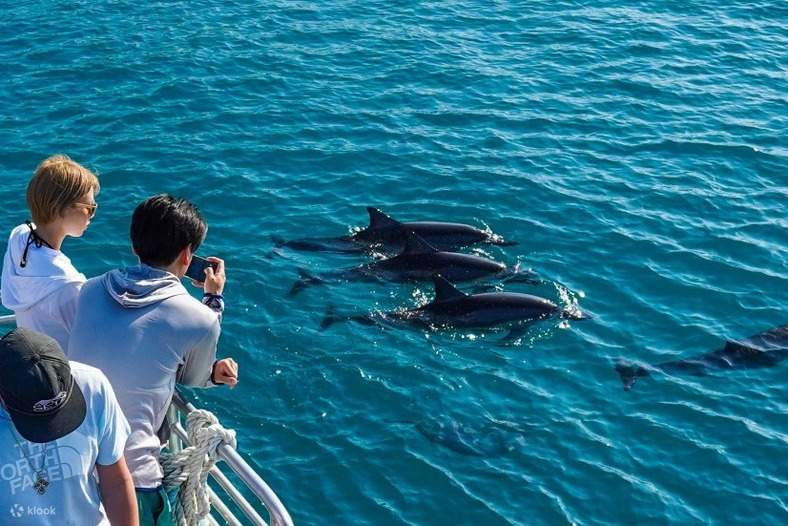 Dolphin Watching and Snorkel with Water Activities in Oahu - Klook ...