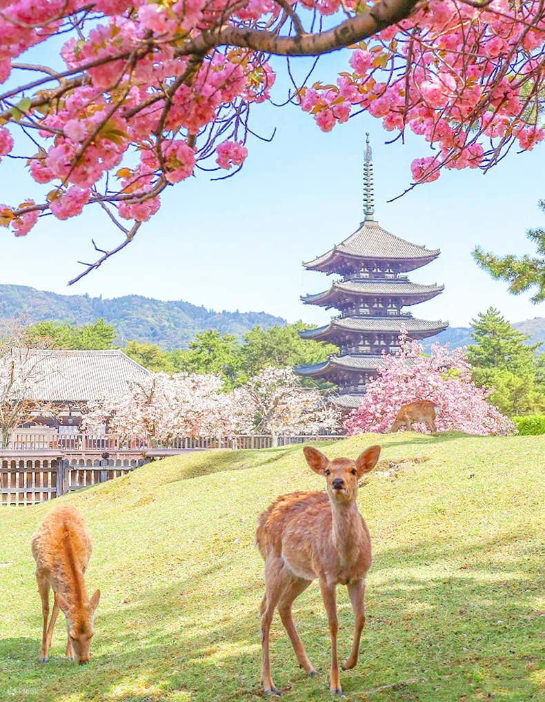 Kyoto Nara Day Trip │ Kiyomizu Temple + Fushimi Inari Taisha Shrine + Nara Park (from Osaka ...