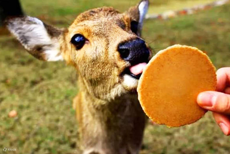 Kyoto Nara Day Trip │ Kiyomizu Temple + Fushimi Inari Taisha Shrine ...