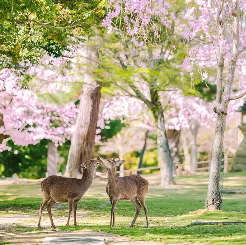 Perjalanan Sehari Kyoto Nara │ Kuil Kiyomizu + Kuil Fushimi Inari ...