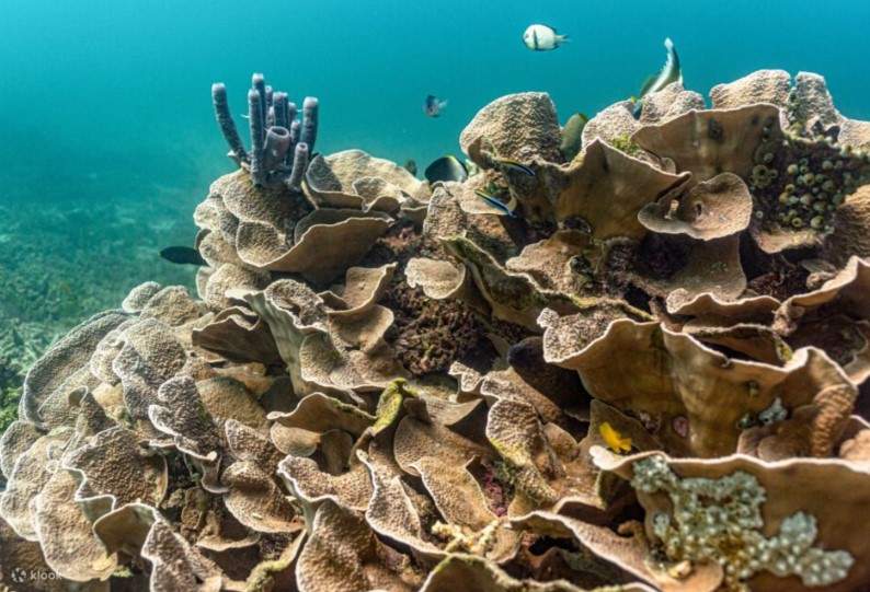 Enjoy 2 Fun Dives in Siargao, Mindanao with PADI Resort - Klook Philippines