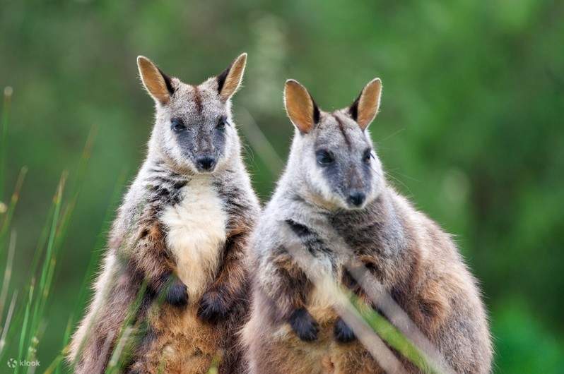 Puffing Billy and Wildlife 8-Hour Tour from Melbourne - Klook