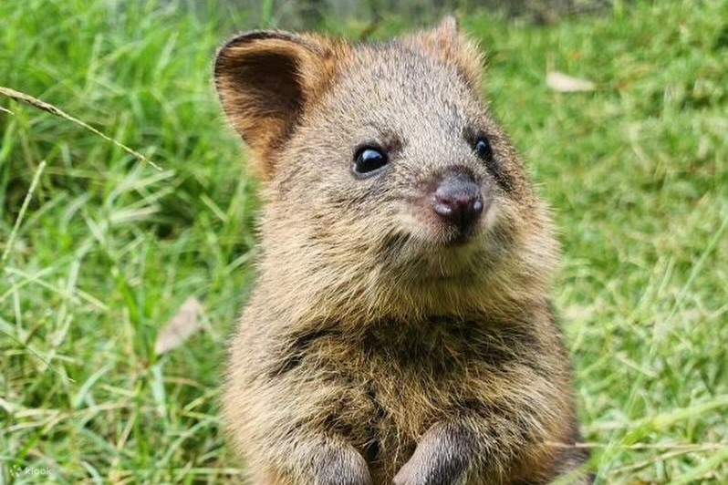 Blue Mountain Featherdale Wildlife Park and Scenic World 1 Day Tour - Klook