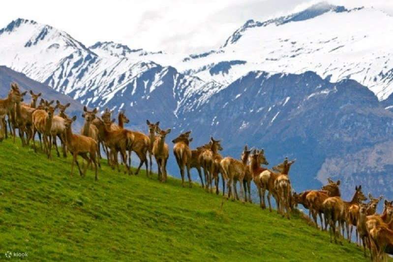Wanaka Nature Encounter Join In Walking Tour - Klook