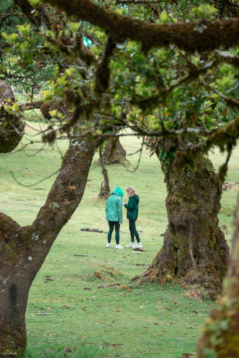 Explore the Beauty of Madeira with our Summer Special - Skywalk, Porto ...